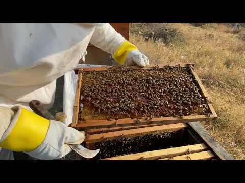 Garantili arı birleştirme nasıl yapılır