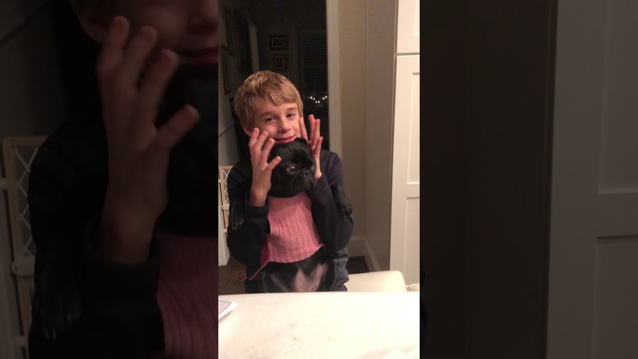 Polly Piper the Perfect Pug gets some lovin’ - YouTube