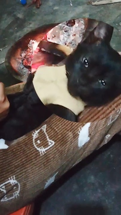 Manuh Or Nisina Treatment 🤣🐈‍⬛maa A Kori Asil Video Tu Catlovers Catlove Axomiya Memory