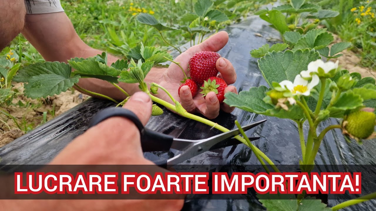 DE CE TREBUIE ELIMINATI STOLONII LA CAPSUNI? CUM FACEM ACEASTA ...