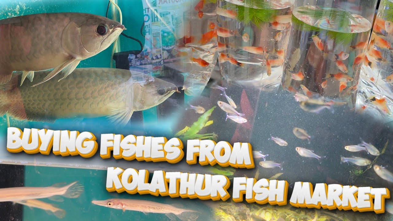 Kolathur fish market vlog 🦈 Buying fishes in kolathur | Edenaquatics ...