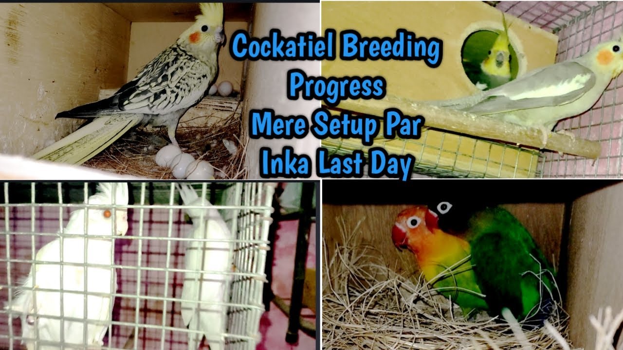 My Cockatiel Last Day In Aviary || Cockatiel Breeding Progress ...