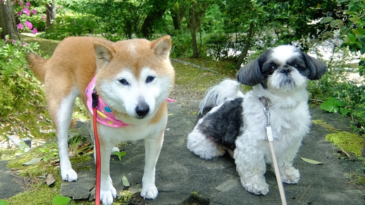 柴犬ひかりとシーズー太郎 Shiba Inu and Shih Tzu - YouTube
