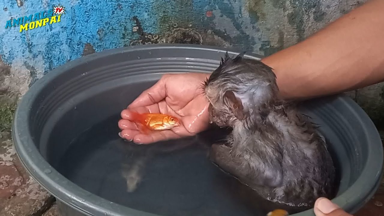 baby monpai playing and bathing with goldfish #animalsmonpaitv # ...