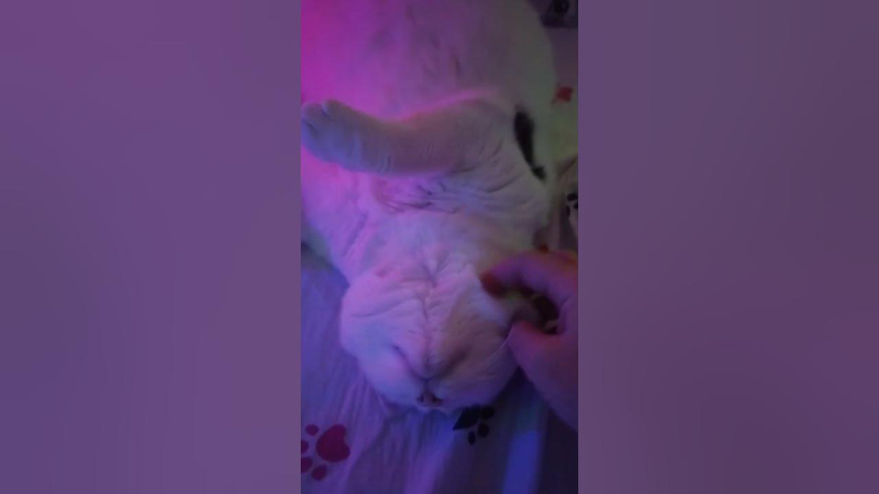 Милый котик 🥰 Youtube
