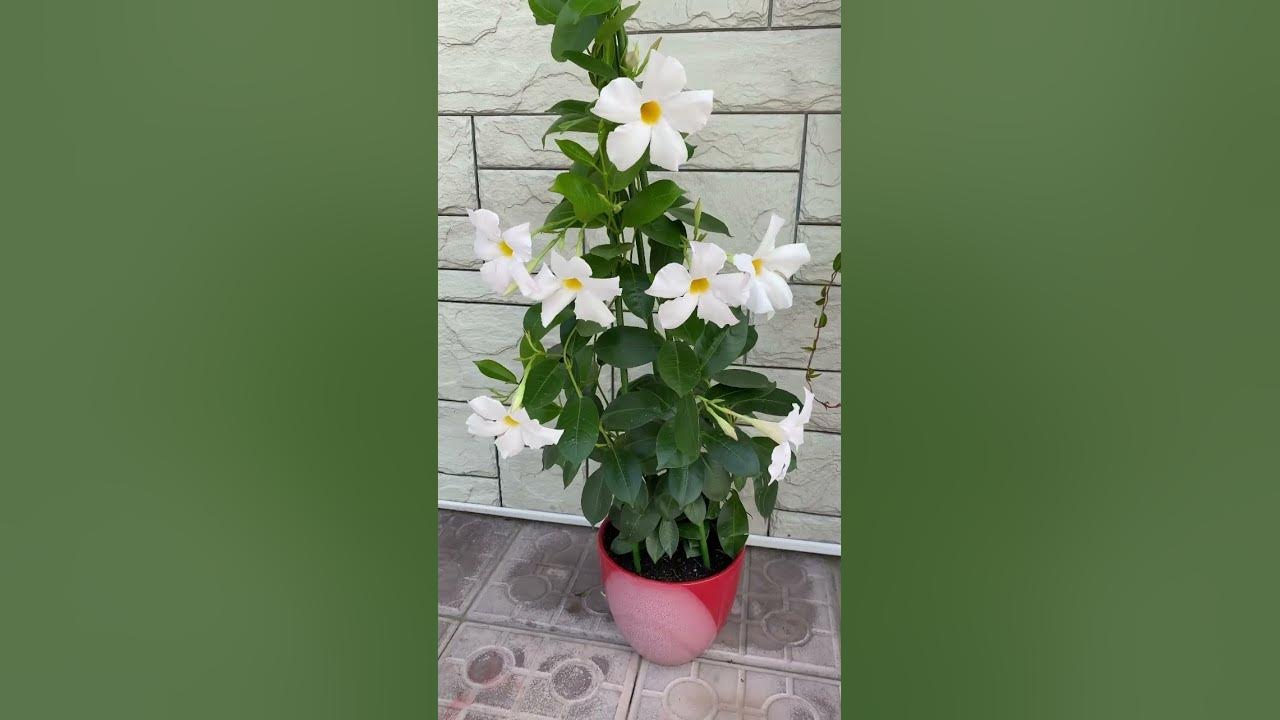 Мандевилла или дипладения 🩷♥️🤍 Garden садмечты цветы Nature