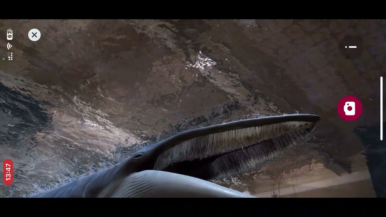 Fin whale in augmented reality. National muzeum. Prague - YouTube
