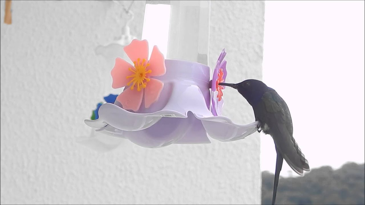 Scissor tailed Hummingbird - YouTube