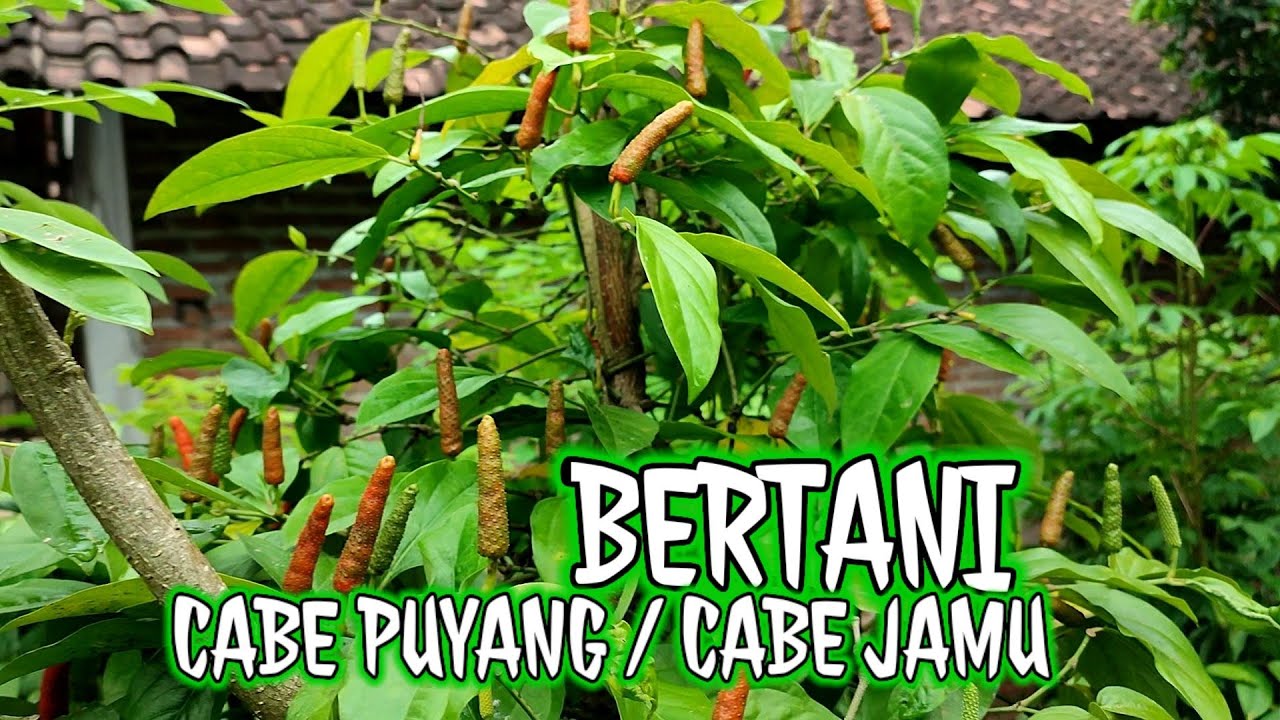 PETANI CABE JAMU / CABE PUYANG - YouTube