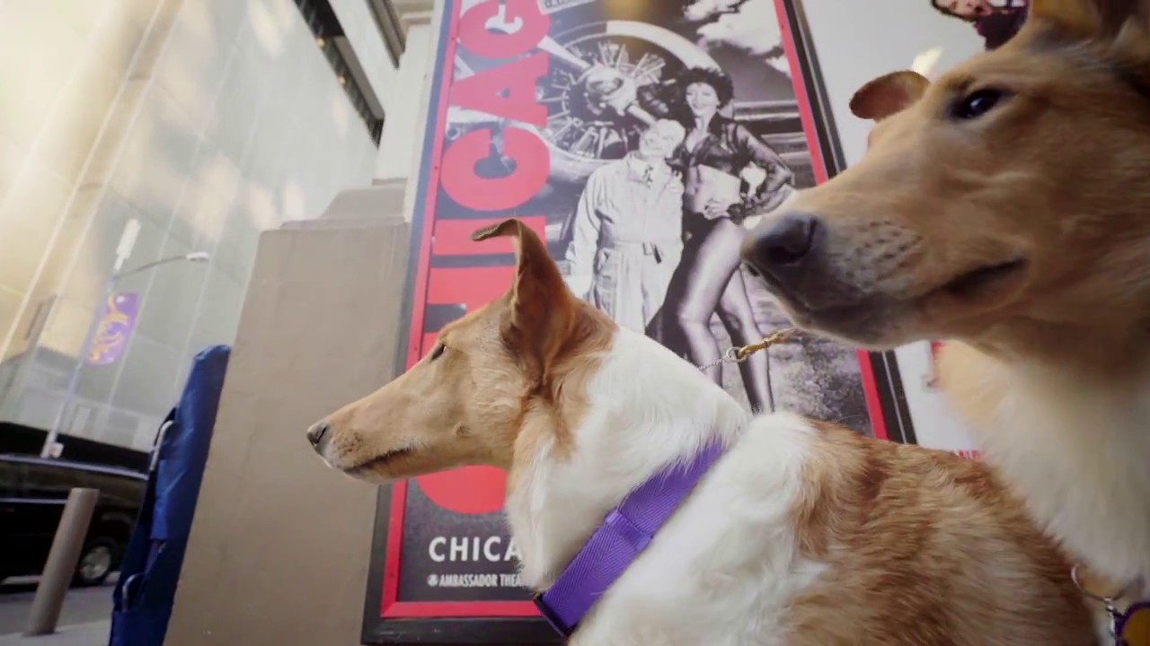 Westminster Dog Show: Smooth Collies on Broadway - YouTube