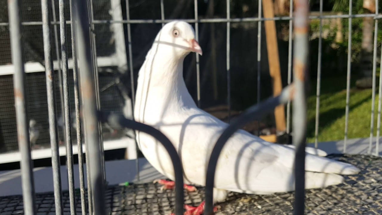 White tippler pigeon project terminated! - YouTube