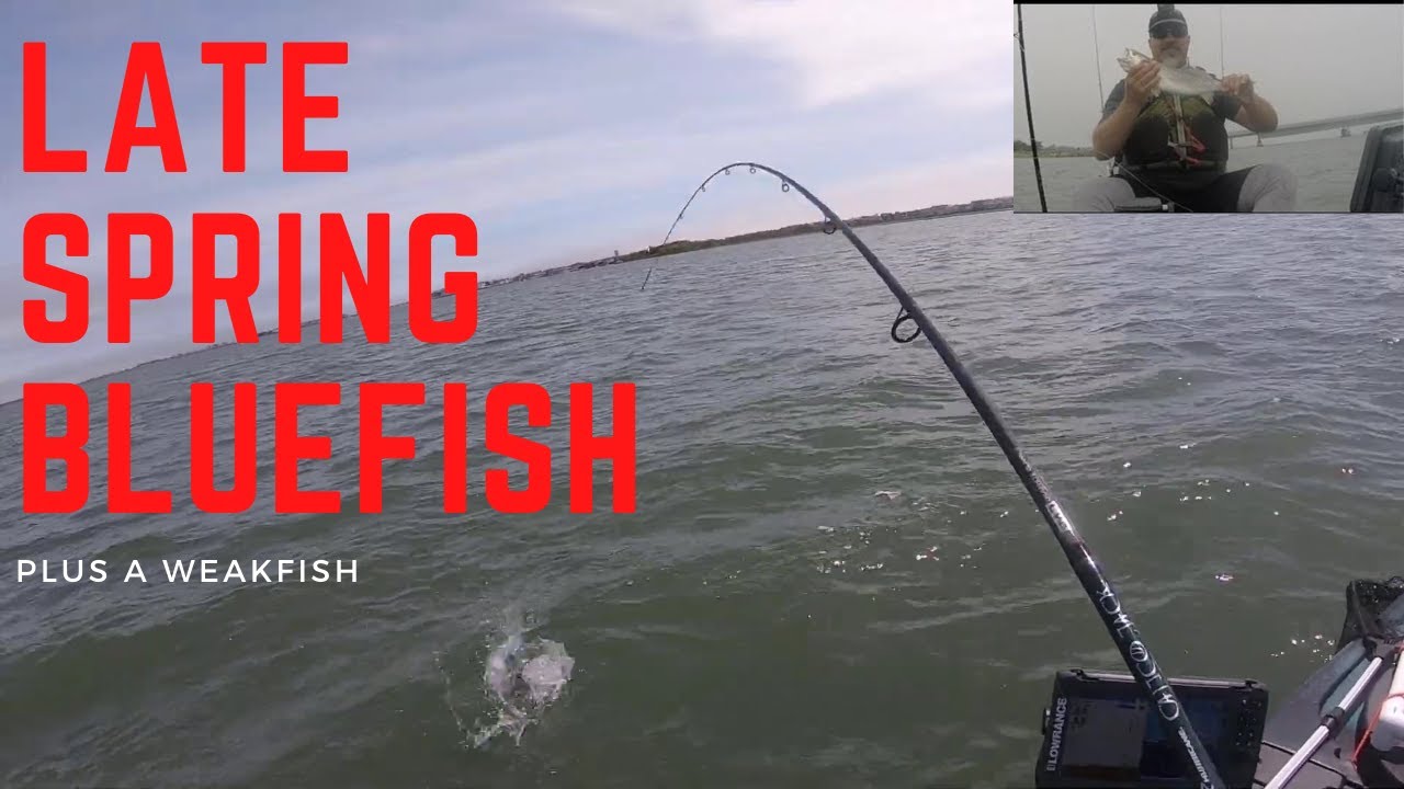 Backwater Bluefish Blitz (and a weakfish) - New Jersey Kayak Fishing ...