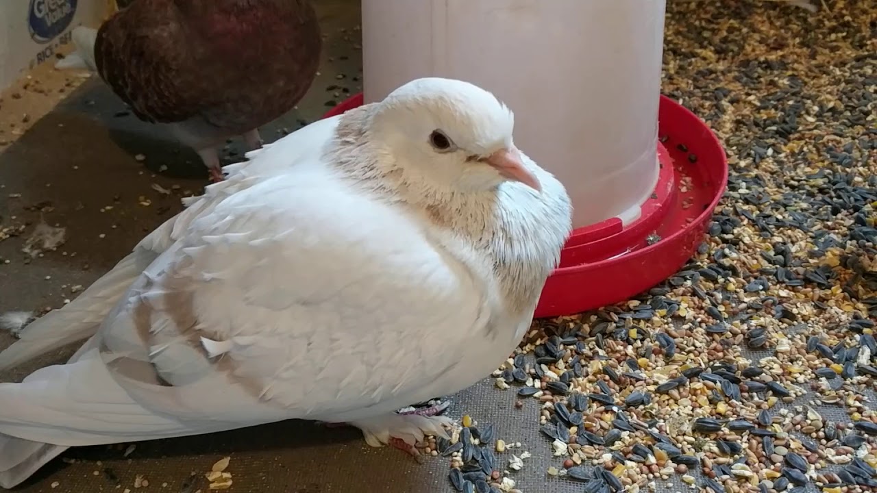 5/16/20 Chill Time with Birds - YouTube