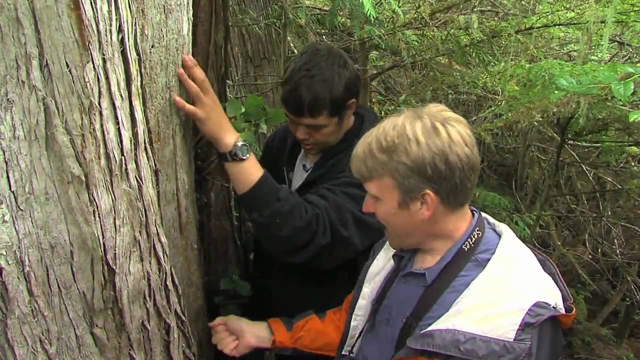 Deleted Scenes from the Great Bear Rainforest - Cultural Tree - YouTube