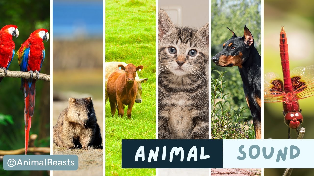 Ears to the Earth: A Melodic Exploration of Animal Kingdom Calls ...