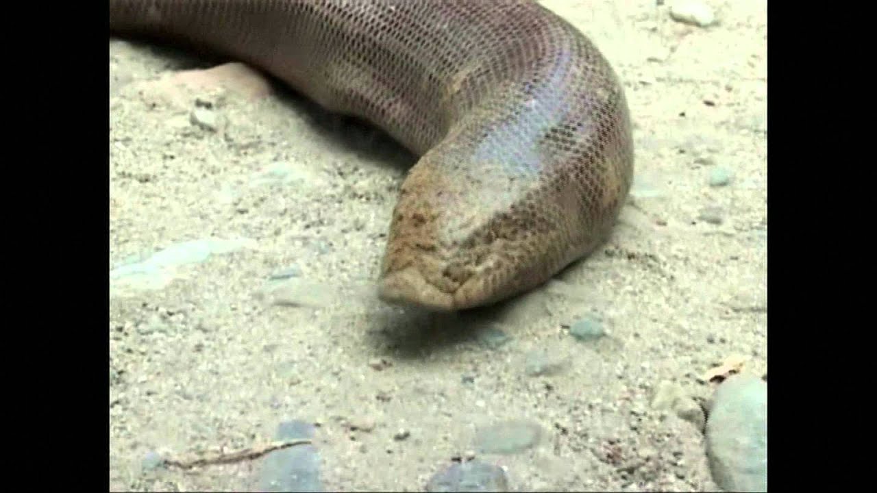 INDIA ENDANGERED SNAKE SMUGGLING - YouTube