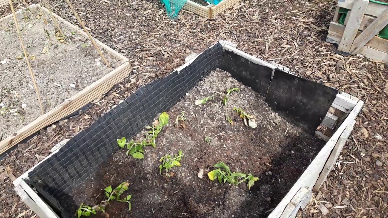 Frost update and what's growing - YouTube