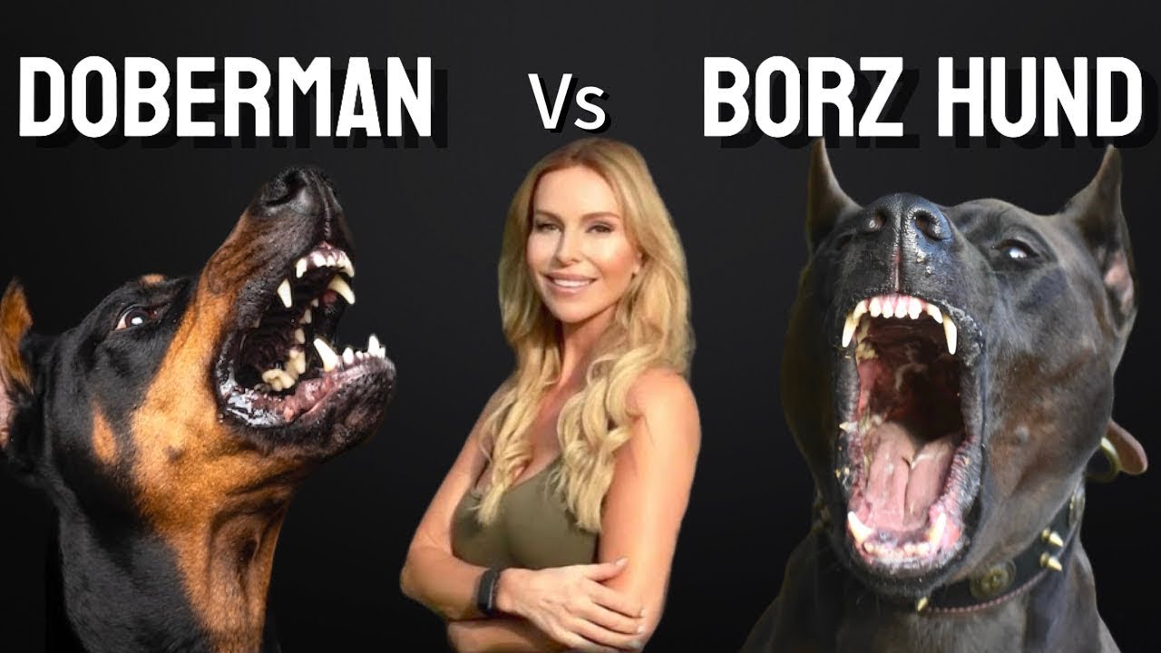 THE BORZ HUND versus THE DOBERMAN - WHICH DOG IS BETTER? - YouTube