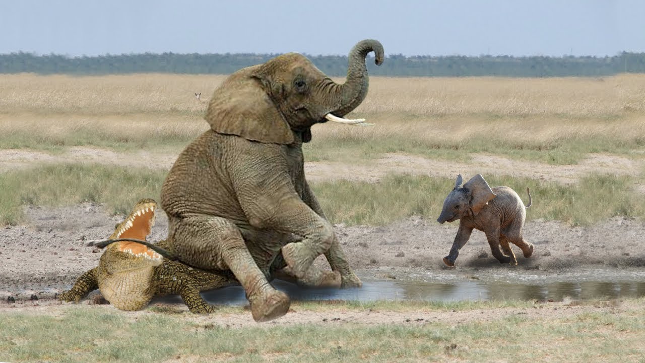 Baby elephant has trunk bite off by crocodile, angry mother returns to ...
