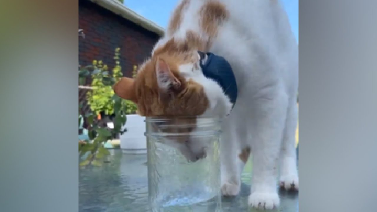Cat's Head Gets Stuck In Glass Bottle. What Happens Next - YouTube