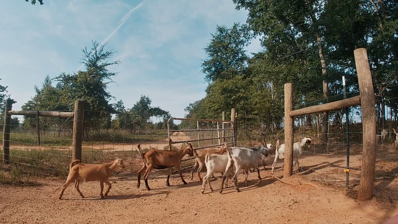 Goats & Sheep On The Move - YouTube