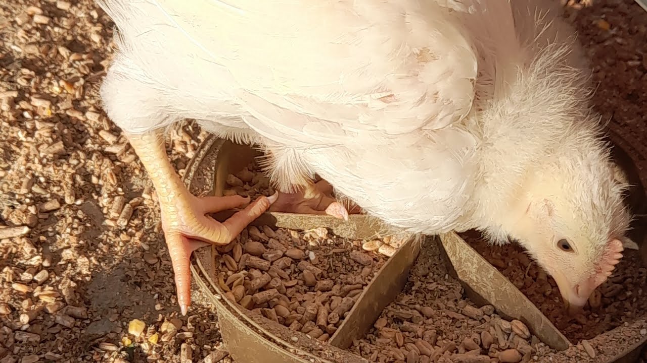 WHAT HAPPEND TO MY CHICKENS FOOT??? (She is okay she just needs a foot ...