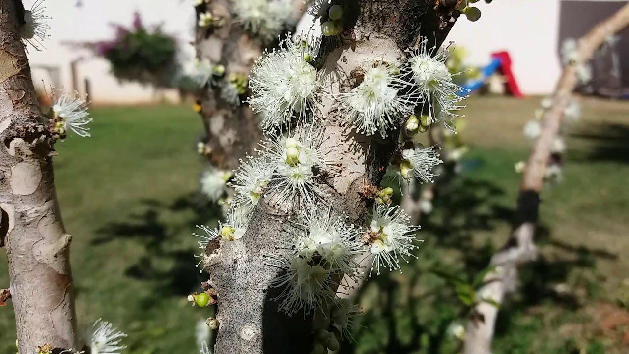 Jabuticaba hibrida florindo - YouTube
