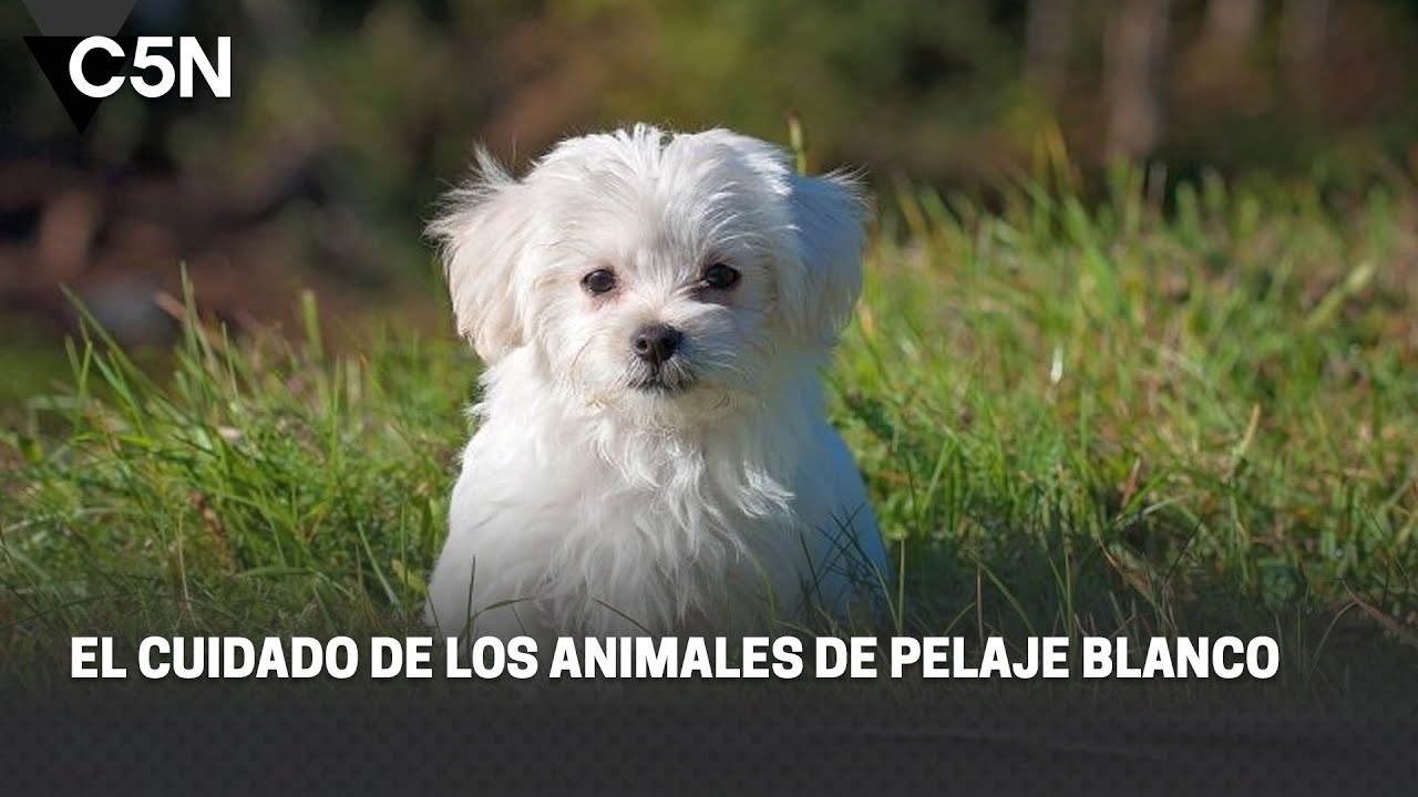El CUIDADO de los ANIMALES de PELAJE BLANCO - YouTube