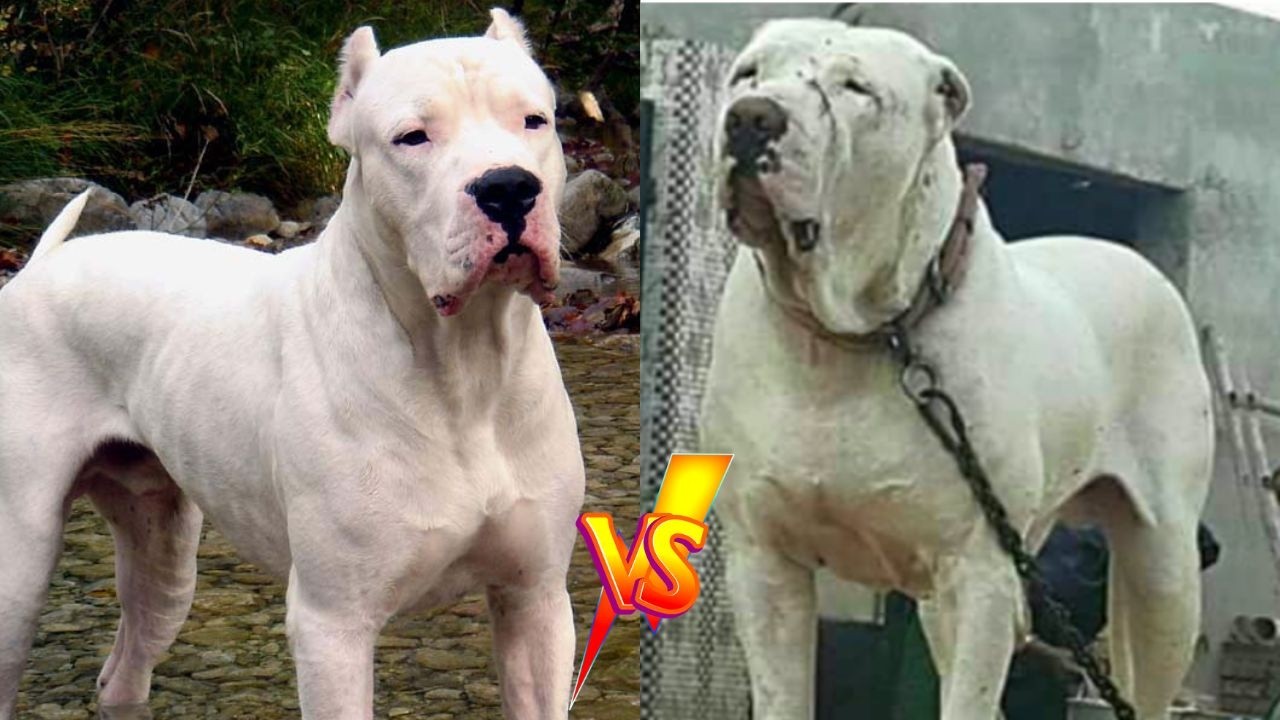 💥Bully Kutta Vs Dogo Argentino - Qué raza es mas poderosa - YouTube