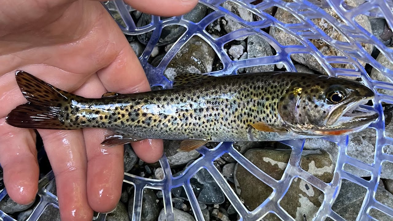 Catching NATIVE Coastal Cutthroat TROUT (Northern California) | California Heritage Trout - YouTube
