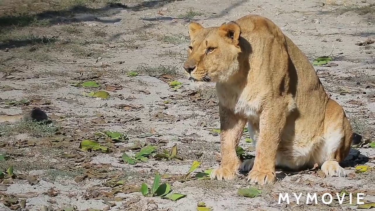 Lion, The king of forest - YouTube