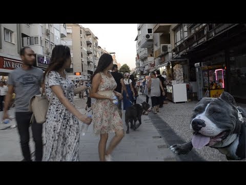 AMERİCAN BULLY XL İLE SOKAĞA ÇIKTIK GÖRENLER GÖZLERİNİ ALAMADI (FENOMEN KÖPEK KRAL)