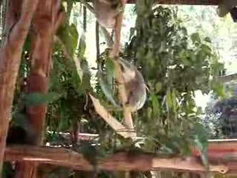 Koala jumping at Steve Irwin's Australia Zoo - YouTube