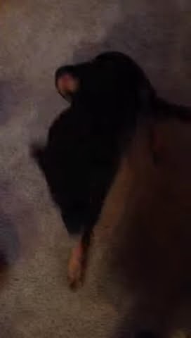 Lainey available for adoption at City Dogs Rescue DC - YouTube