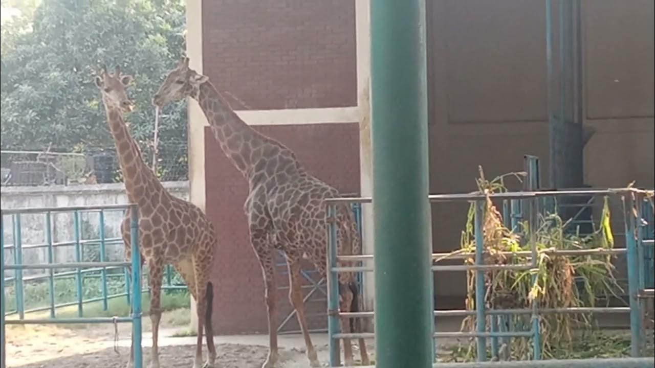 জিরাফ।।। national zoo dhaka.long animal. - YouTube