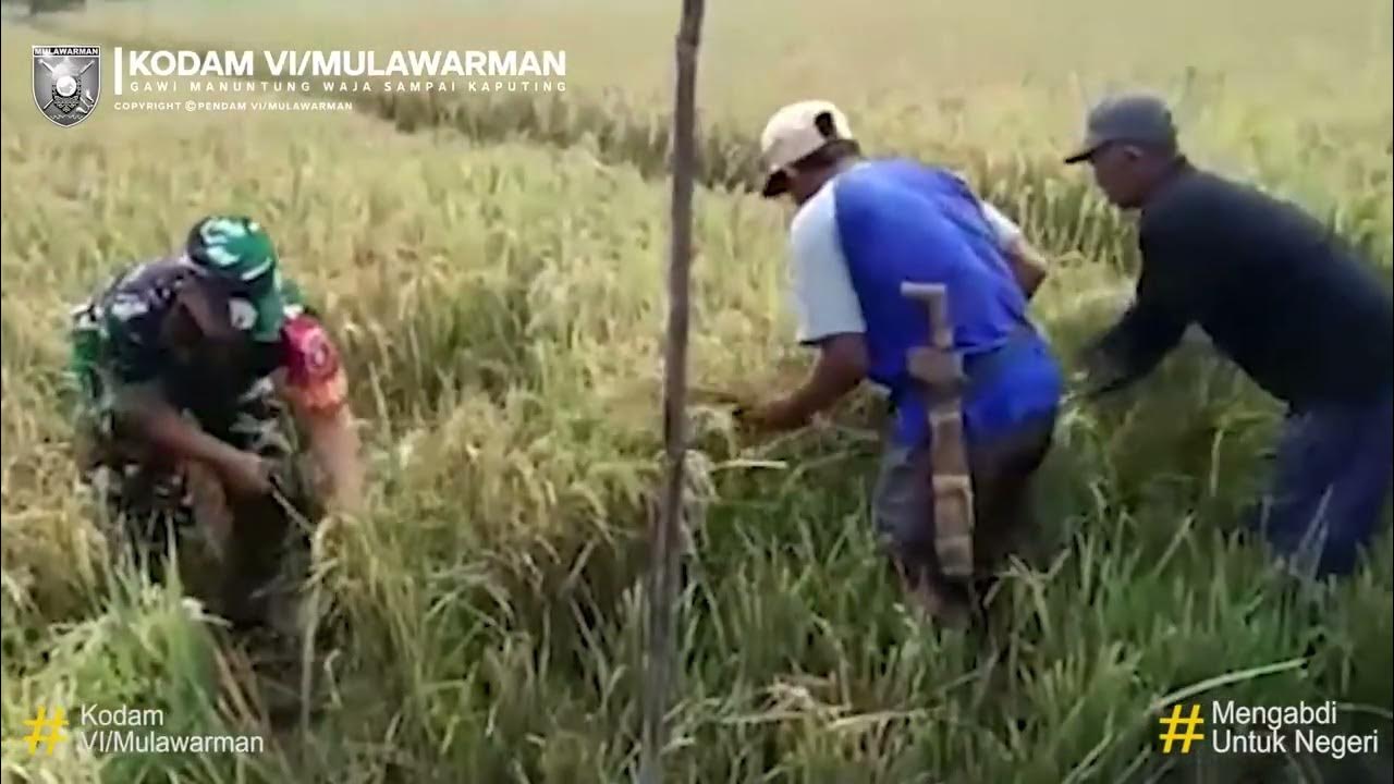 PENDAMPINGAN PENGUBINAN PADI KODIM 0913 - YouTube
