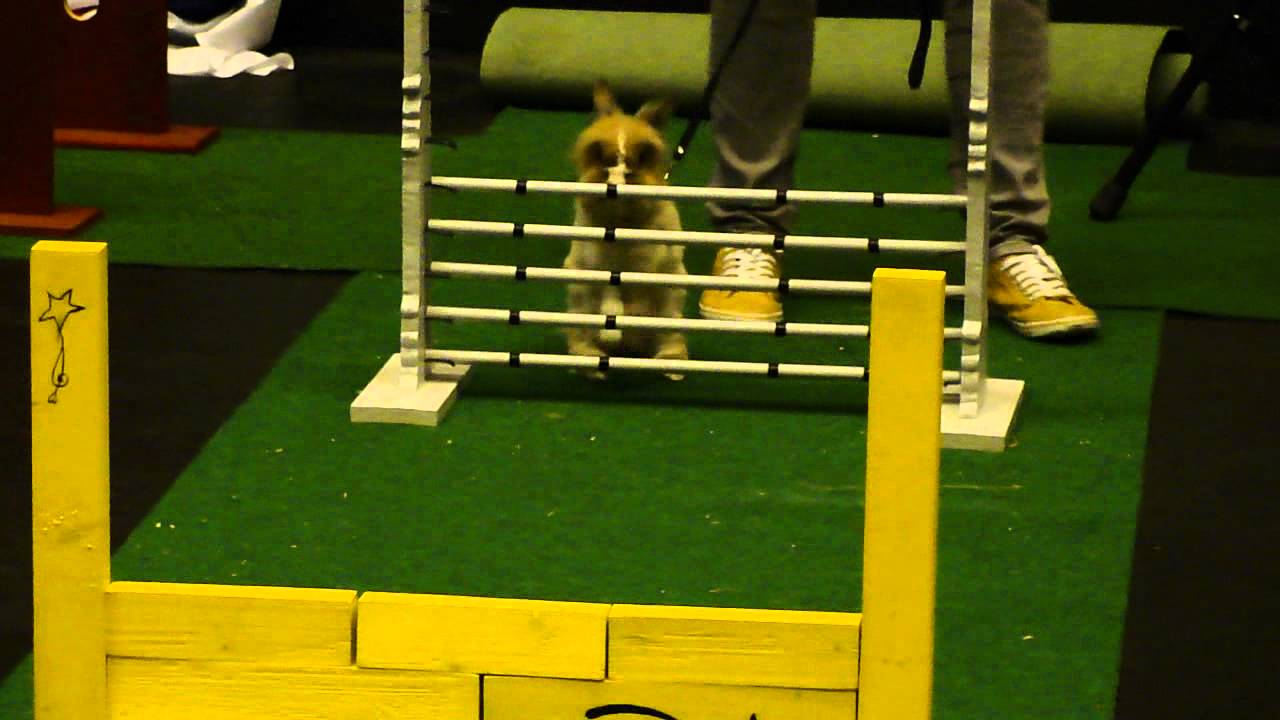 Rabbit Races - YouTube