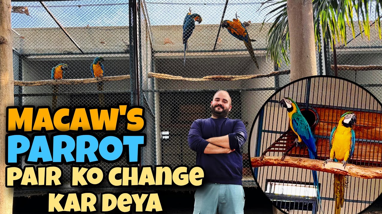 Macaw Parrot Pair Ko Change Kar Deya 🦜- Macaw Parrot Breeding Season ...