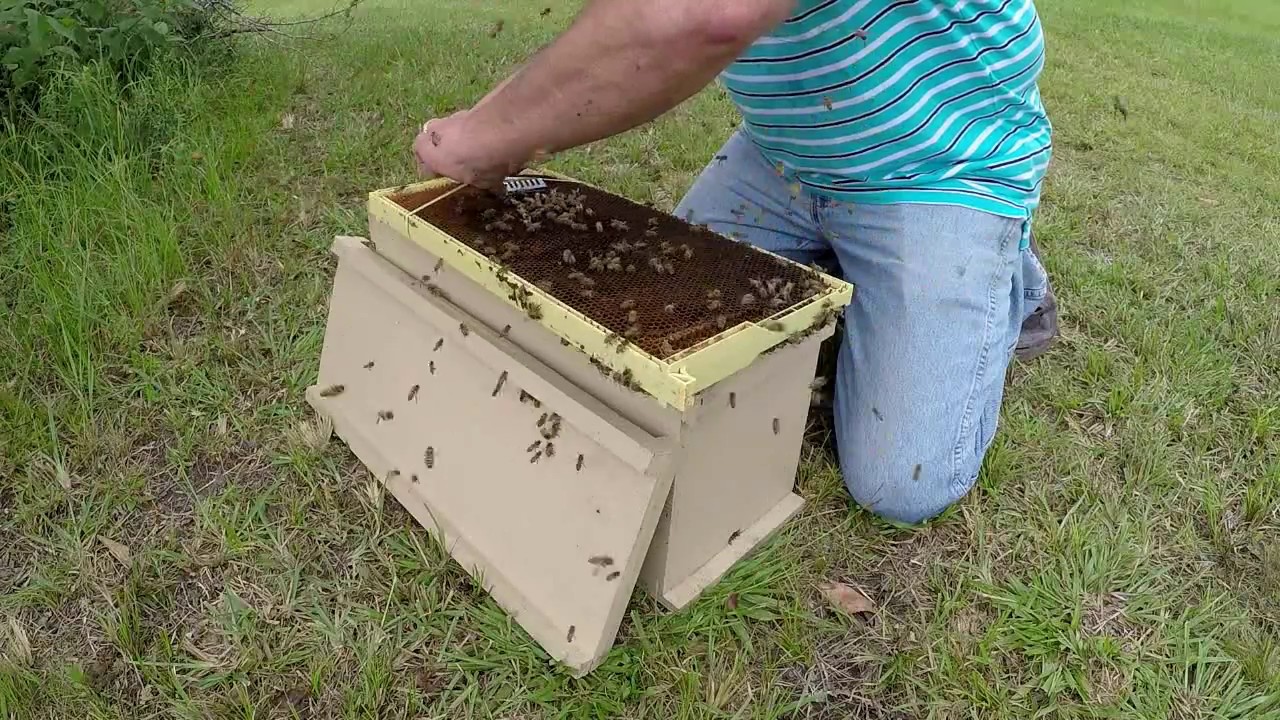Swarm Catch August 2, 2017 - YouTube