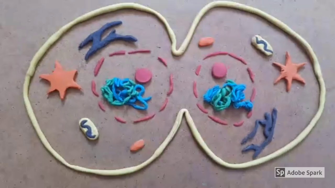 StopMotion-Video Mitose - YouTube