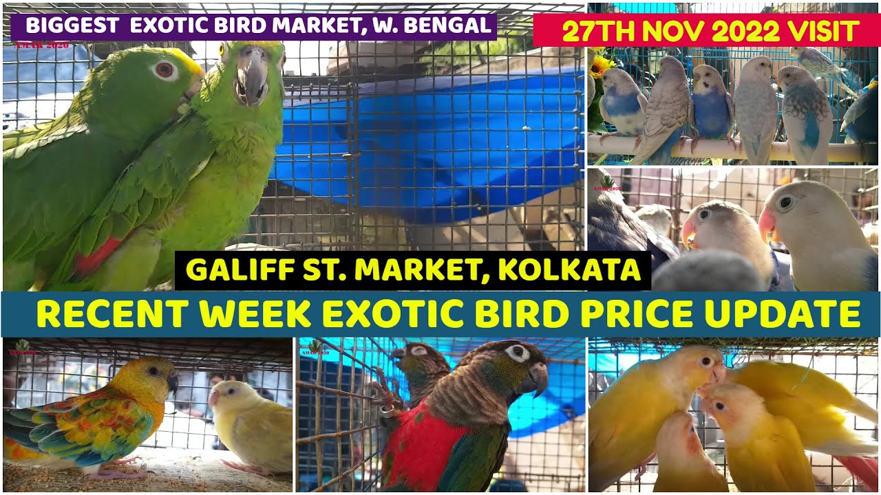 Recent Week Exotic Bird Price Update | Galiff Street Biggest Bird ...