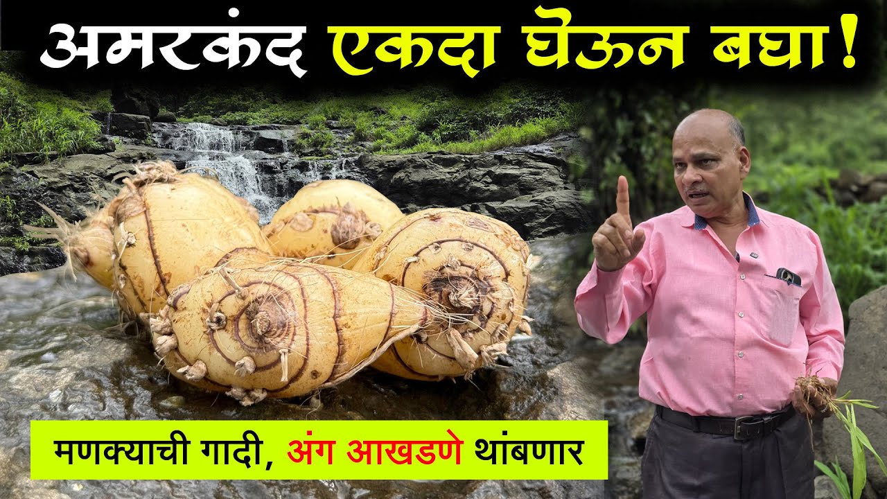 जंगलात फिरून शोधल्या आयुर्वेदिक वनस्पती | अमरकंद, सताफा, सफेद कुडा ...