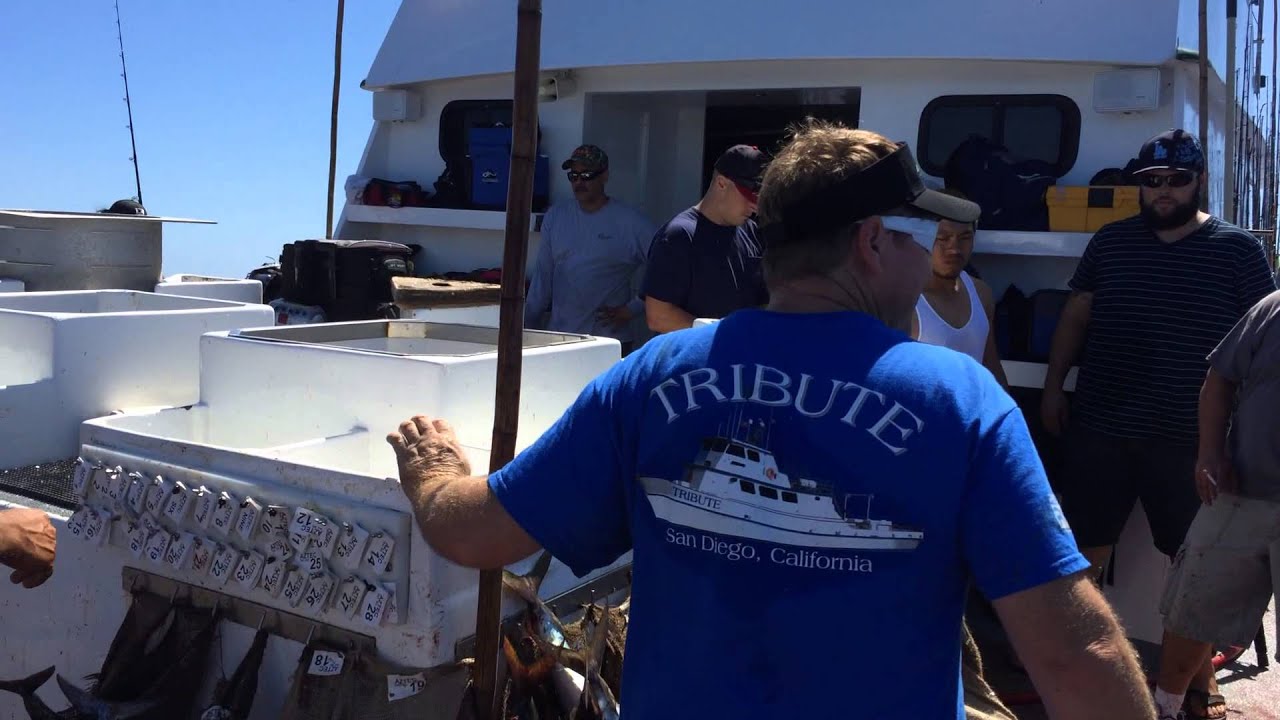 Aztec Sportfishing 2014 - Yellowfin Tuna Fishing - YouTube