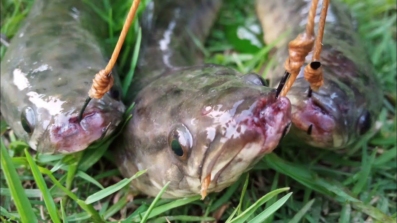 আরশোলা দিয়ে টাকি মাছ ধরার গোপন ফাঁদ। Taki Fish Catching Live Video ...