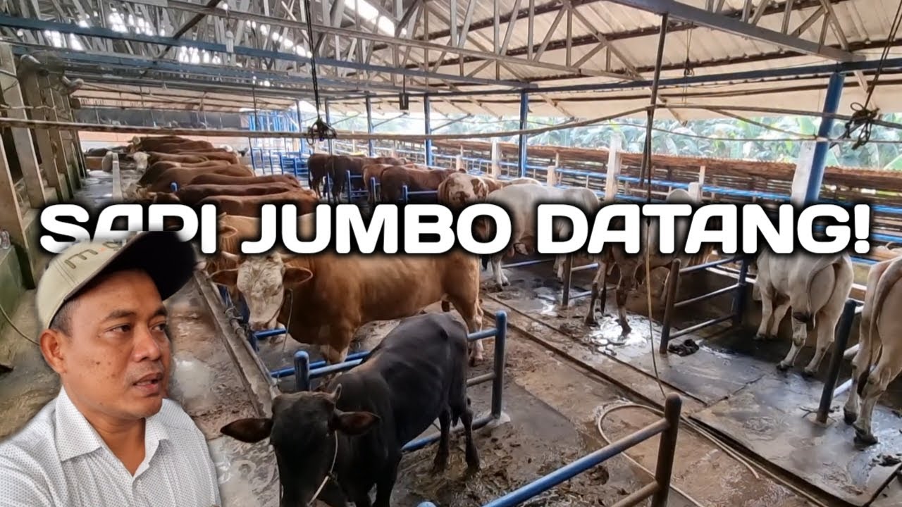REVIEW SAPI JUMBO LANGSUNG DARI PETANI | SUMBER TERNAK FARM - YouTube