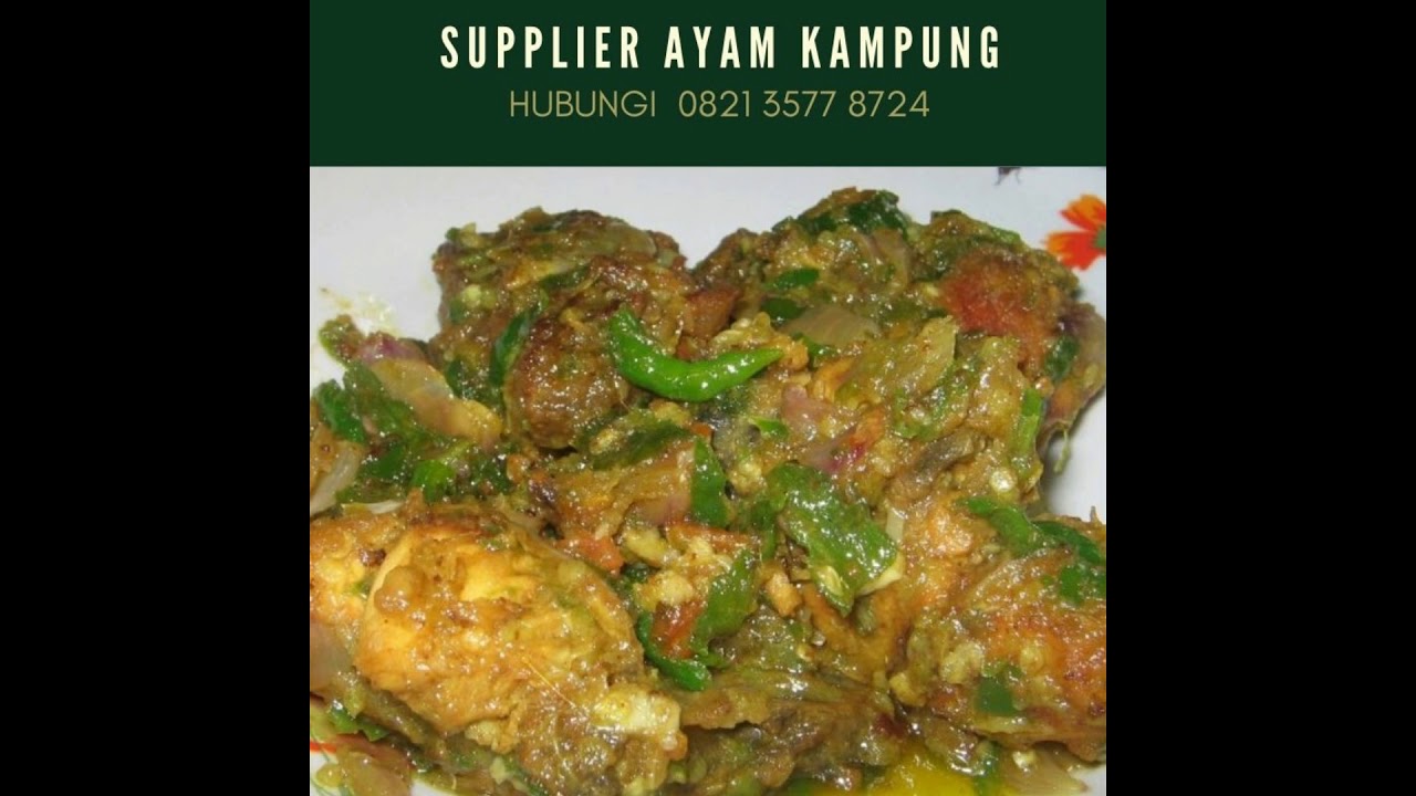 Produsen Daging Ayam Kampung Organik - YouTube