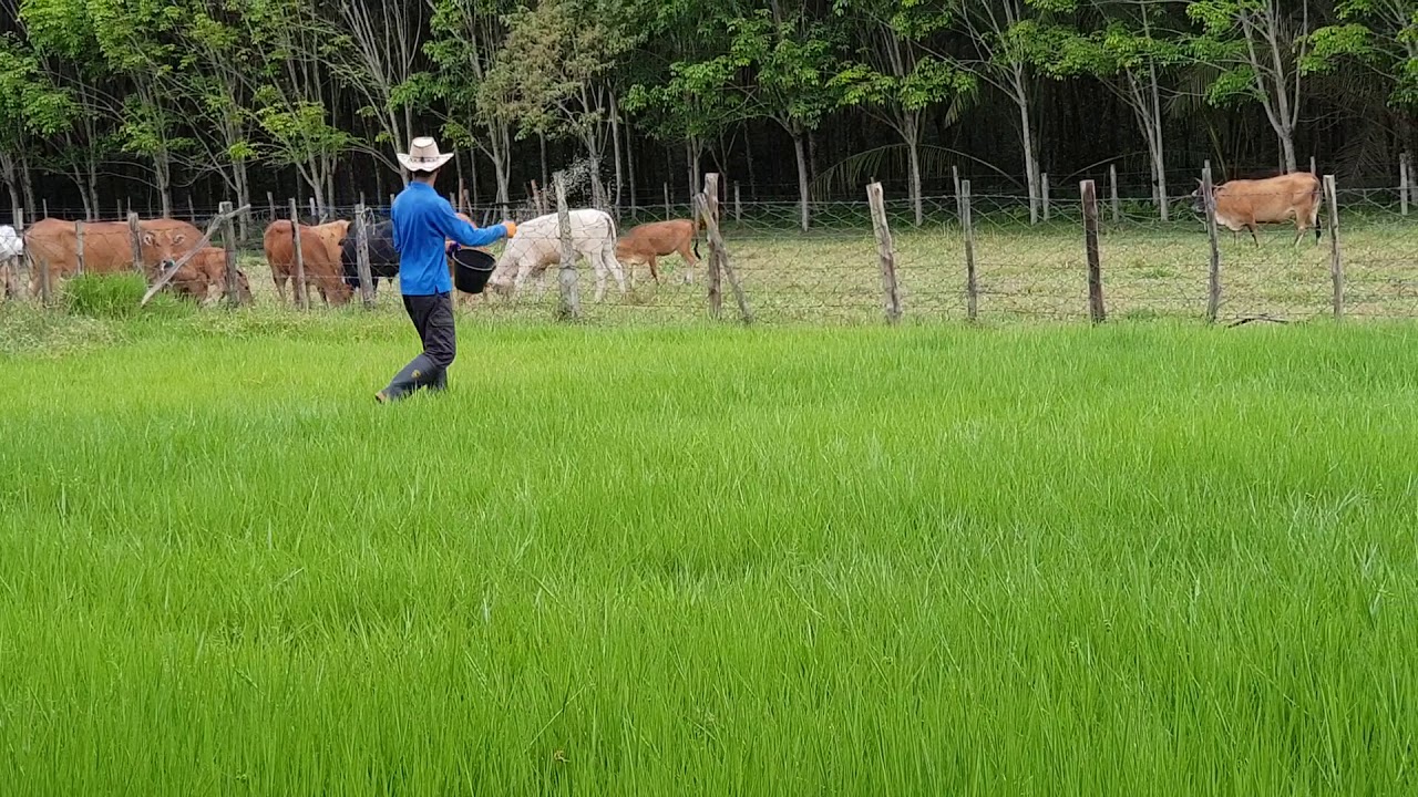Menabur baja rumput minyak secara manual. - YouTube