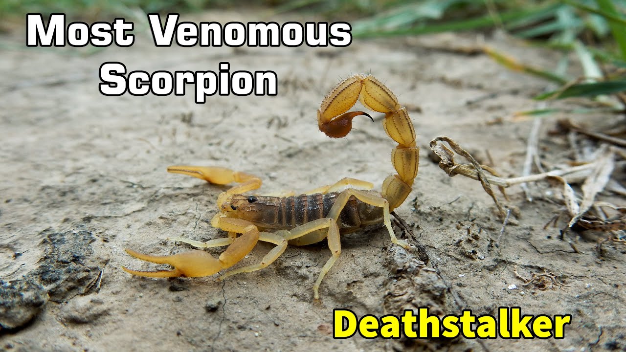 Most Poisonous and Dangerous Scorpion in the World | Hairy Poisonous ...