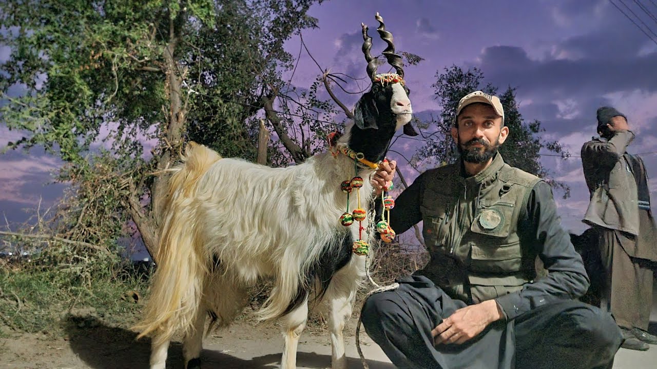 Watch the Dancing Goats of Pakistan Documentary in HD! - YouTube