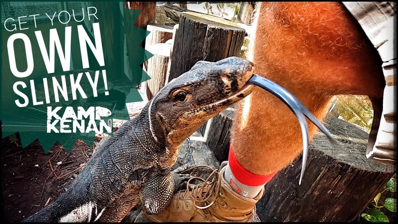 Big Slinky the Lizard News! - YouTube